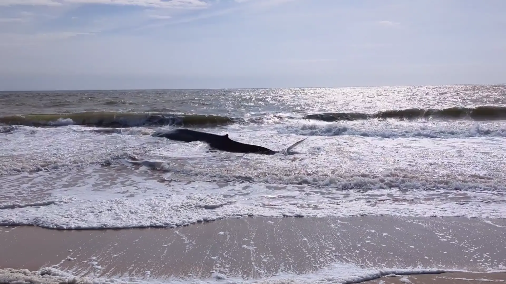 Beached Whale at Delaware Seashore State Park | Scrolller