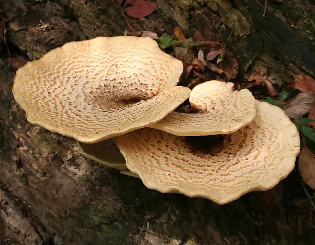Dryad's saddle | Scrolller