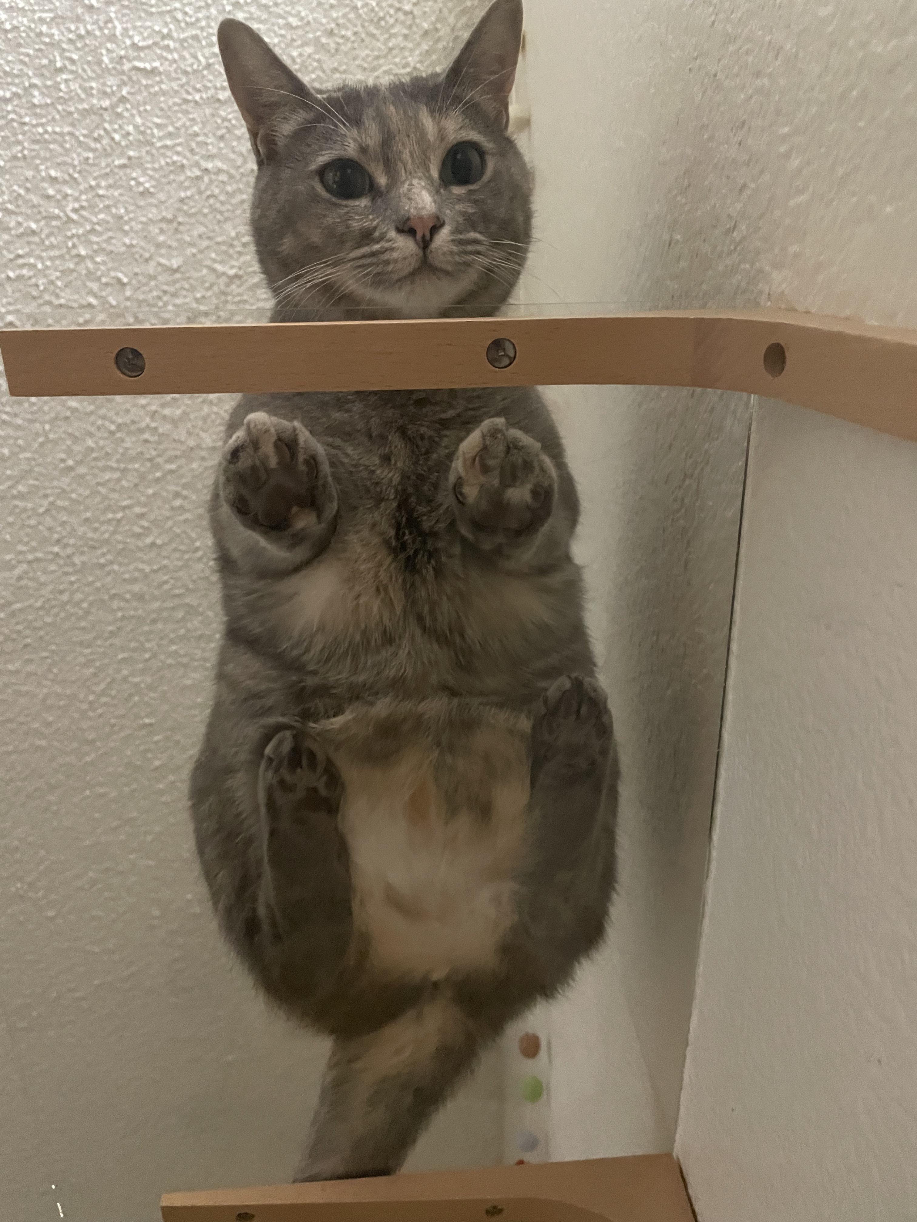 Beans’ toe beans on display | Scrolller