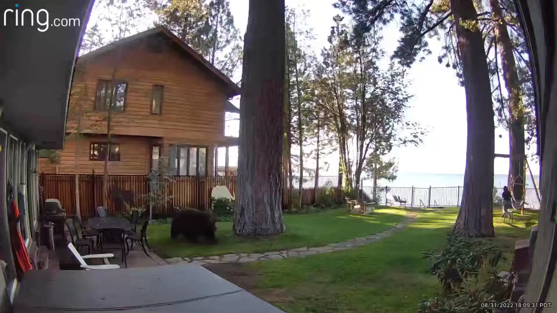 Bear Close Encounter in SLT | Scrolller