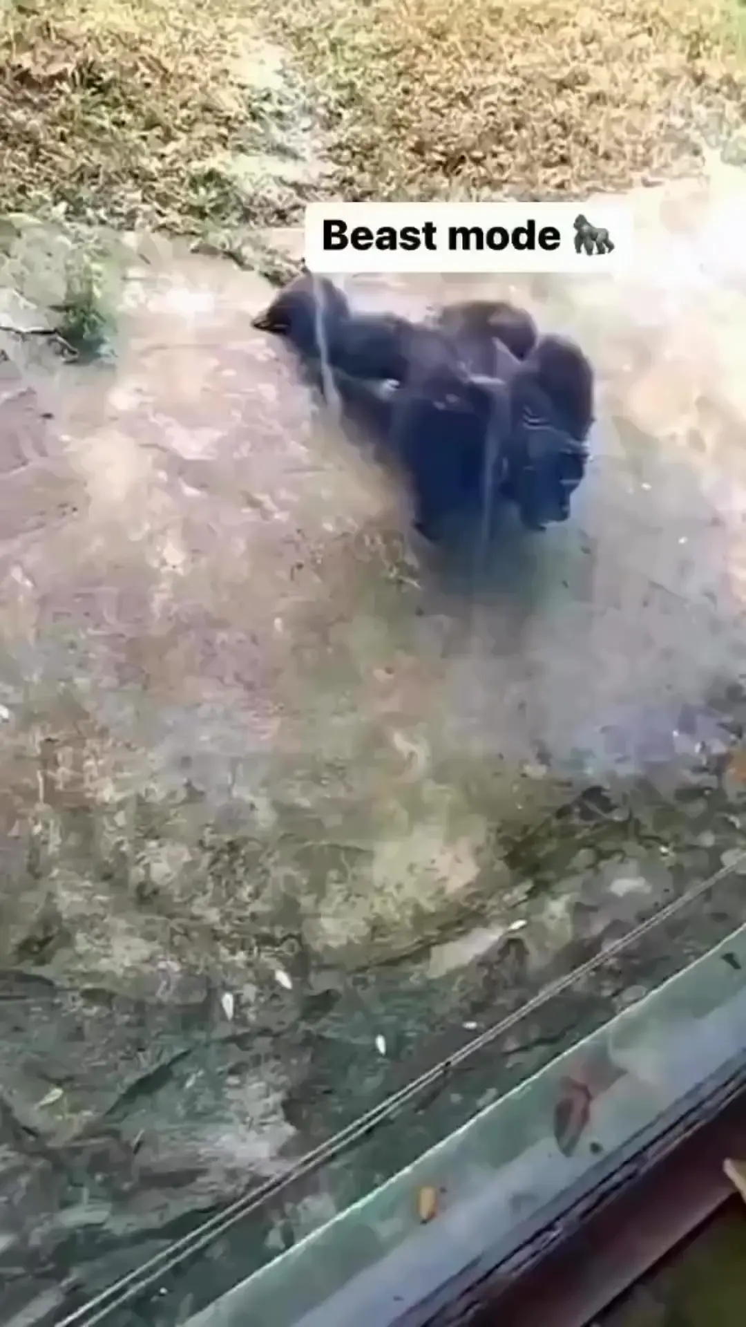 Beast Mode Activated | Scrolller