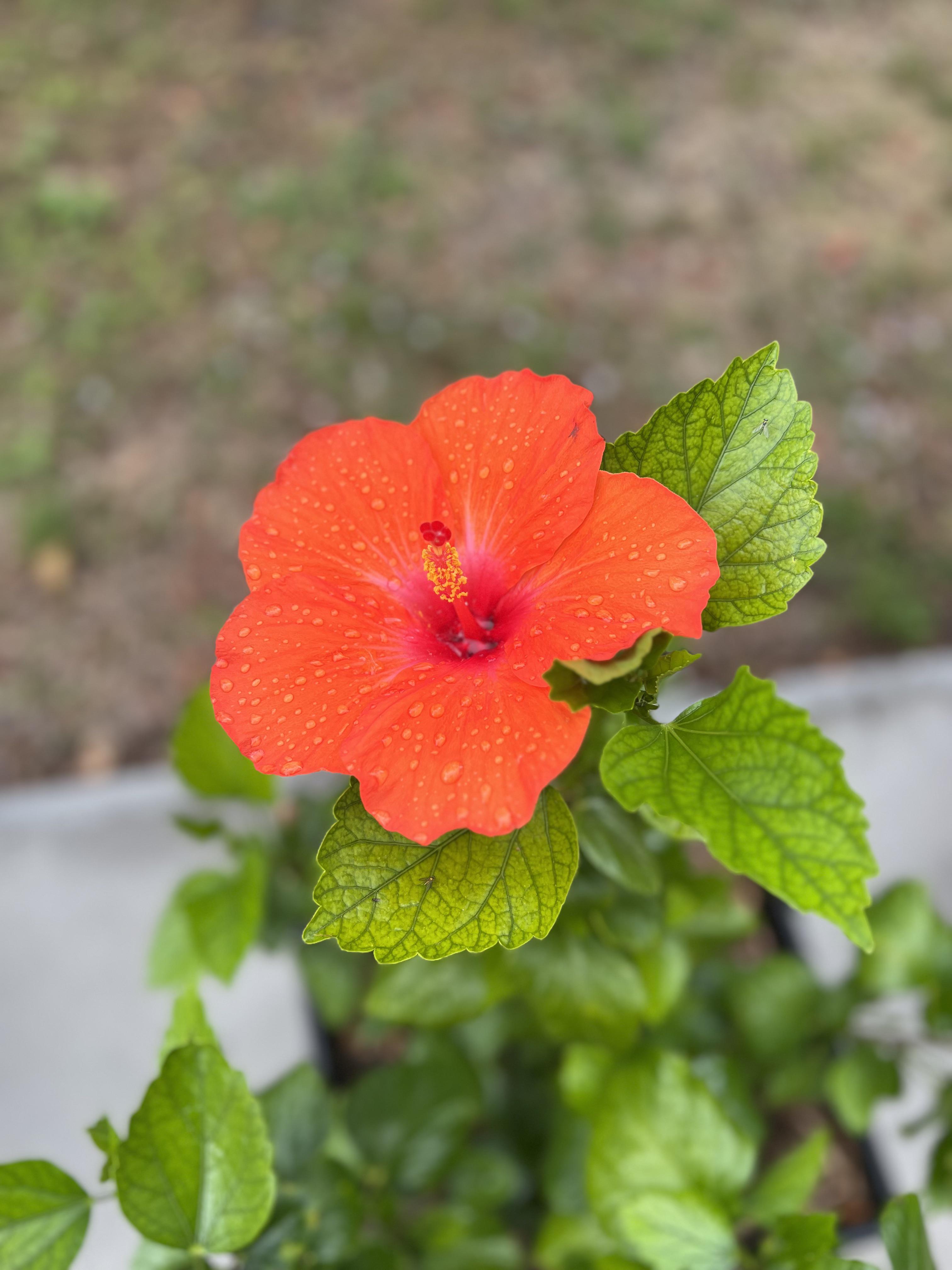 Beautiful Post Rain Bloom! | Scrolller