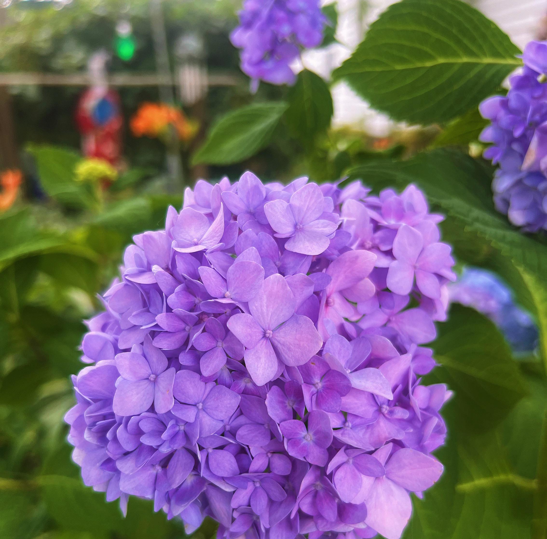 Beautiful purple hydrangea 💜 | Scrolller
