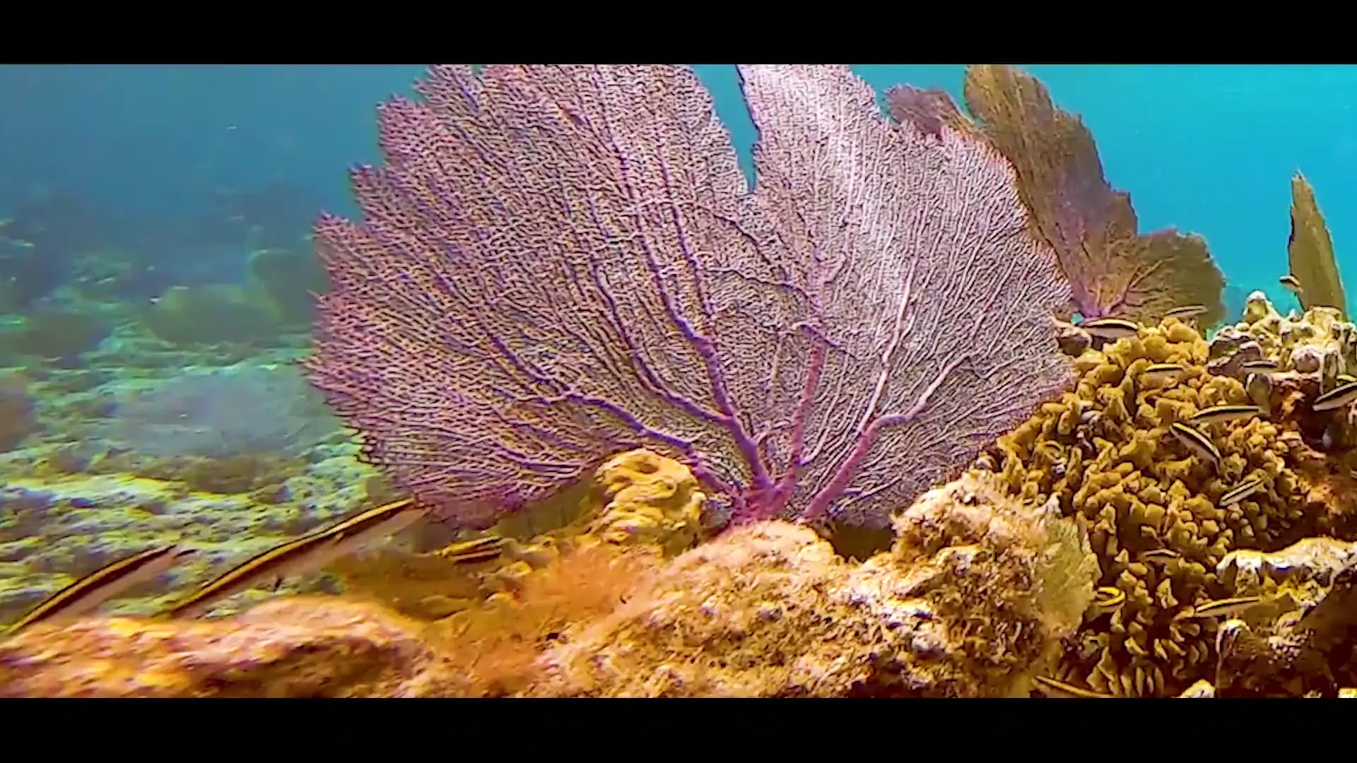Beautiful reef life of Isla Cozumel | Scrolller