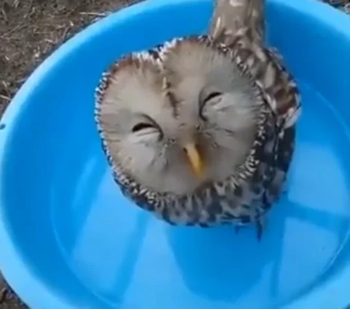 Happy Owl | Scrolller