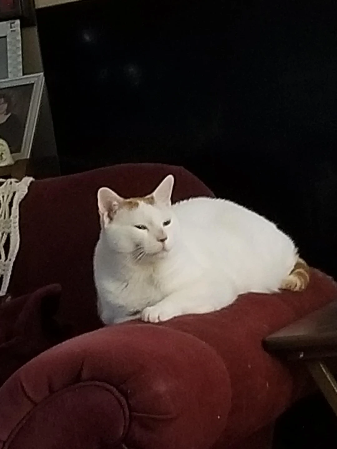 My handsome little Lump-a-Loaf, Marmalade. | Scrolller