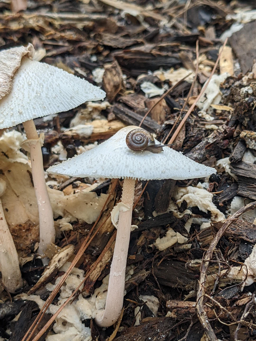 a cute little snail on a mushroom in my garden. | Scrolller