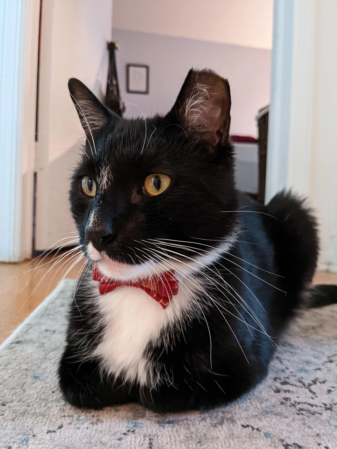 Freddie Purrcury has the most dapper of loaves | Scrolller