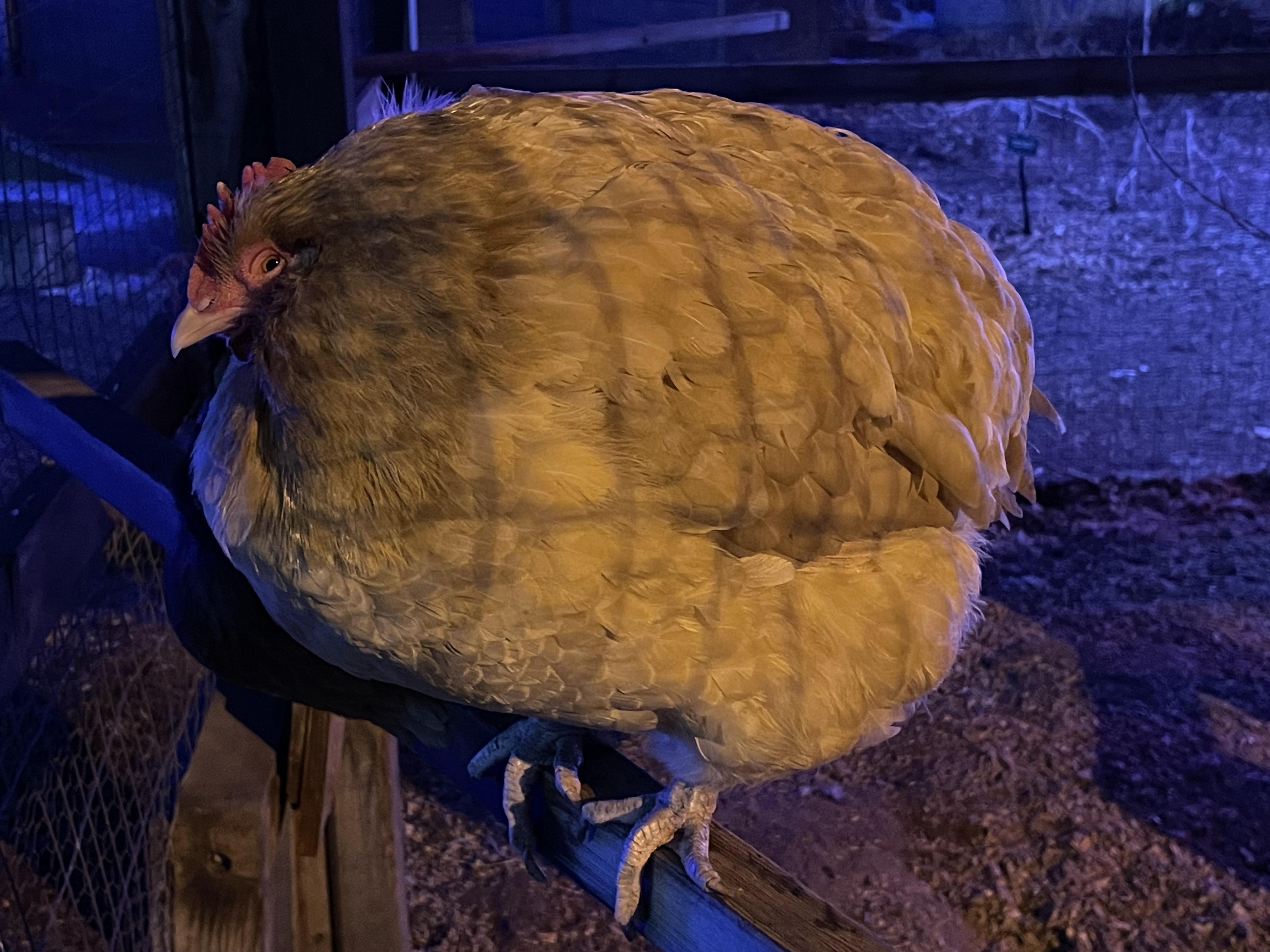 Bedtime Borb | Scrolller