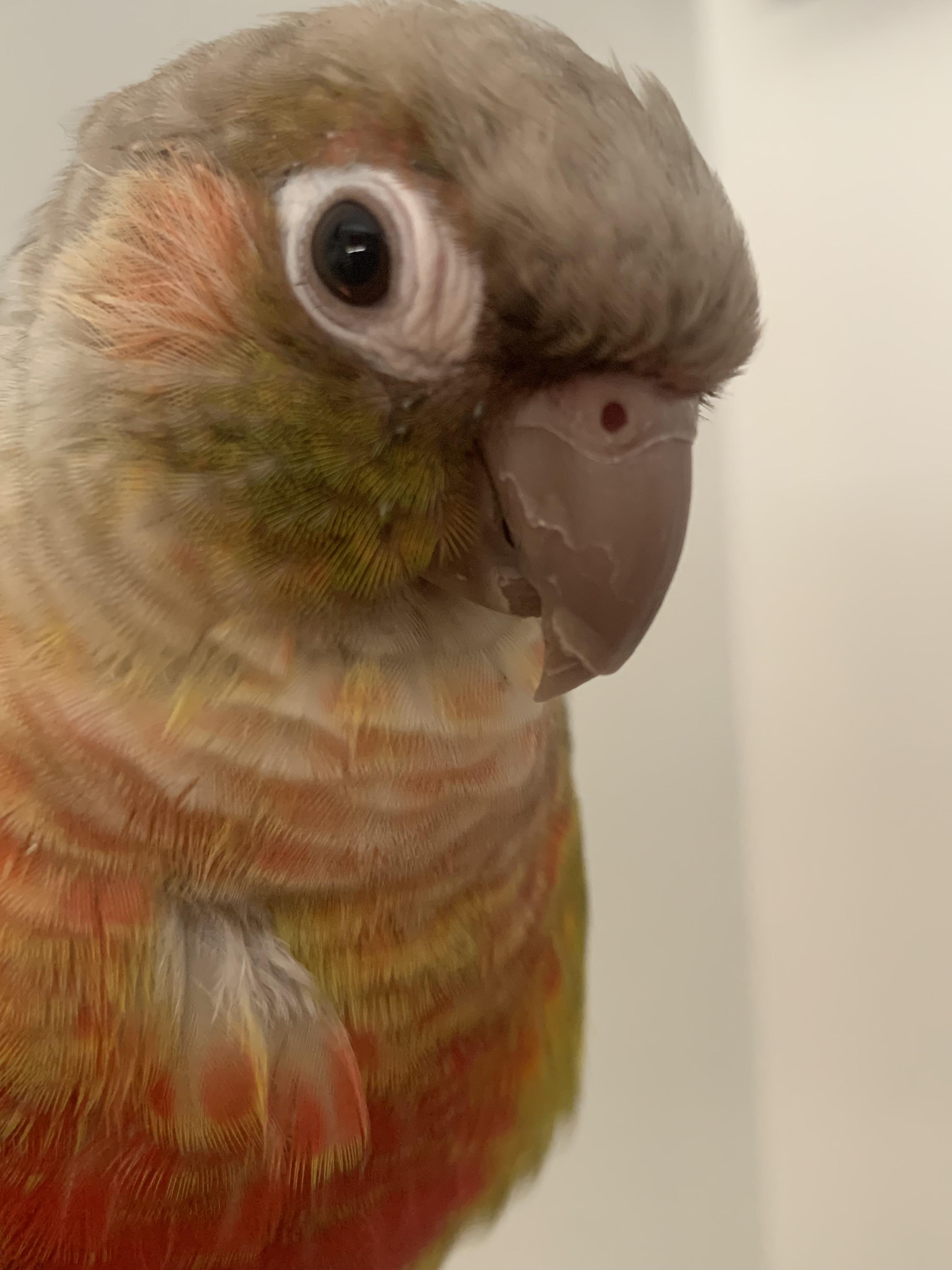 Does anybody know why my conures beak looks like this? | Scrolller