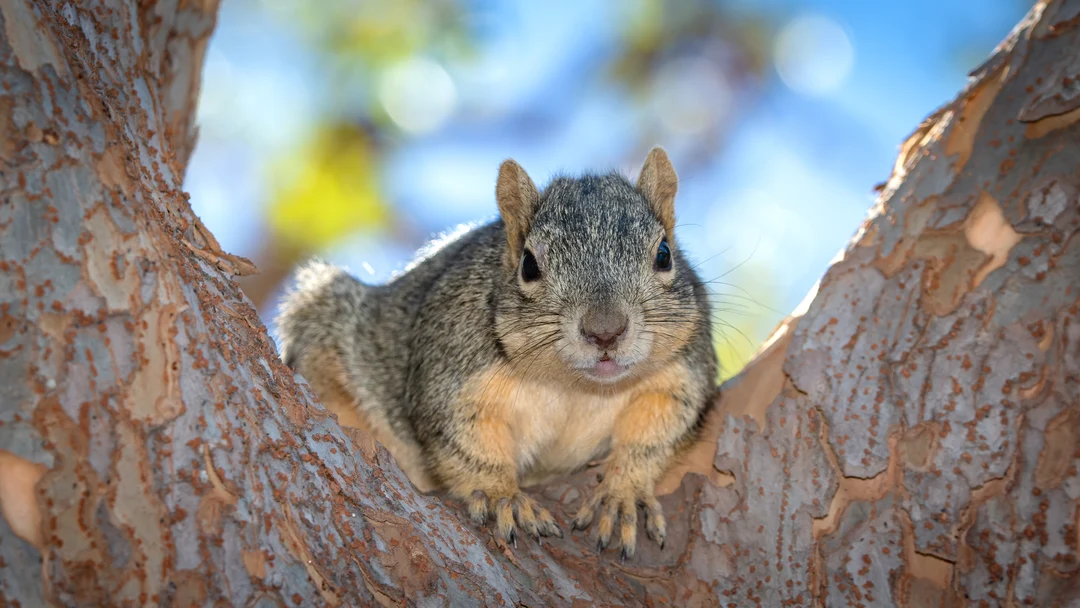 Squirrel | Scrolller