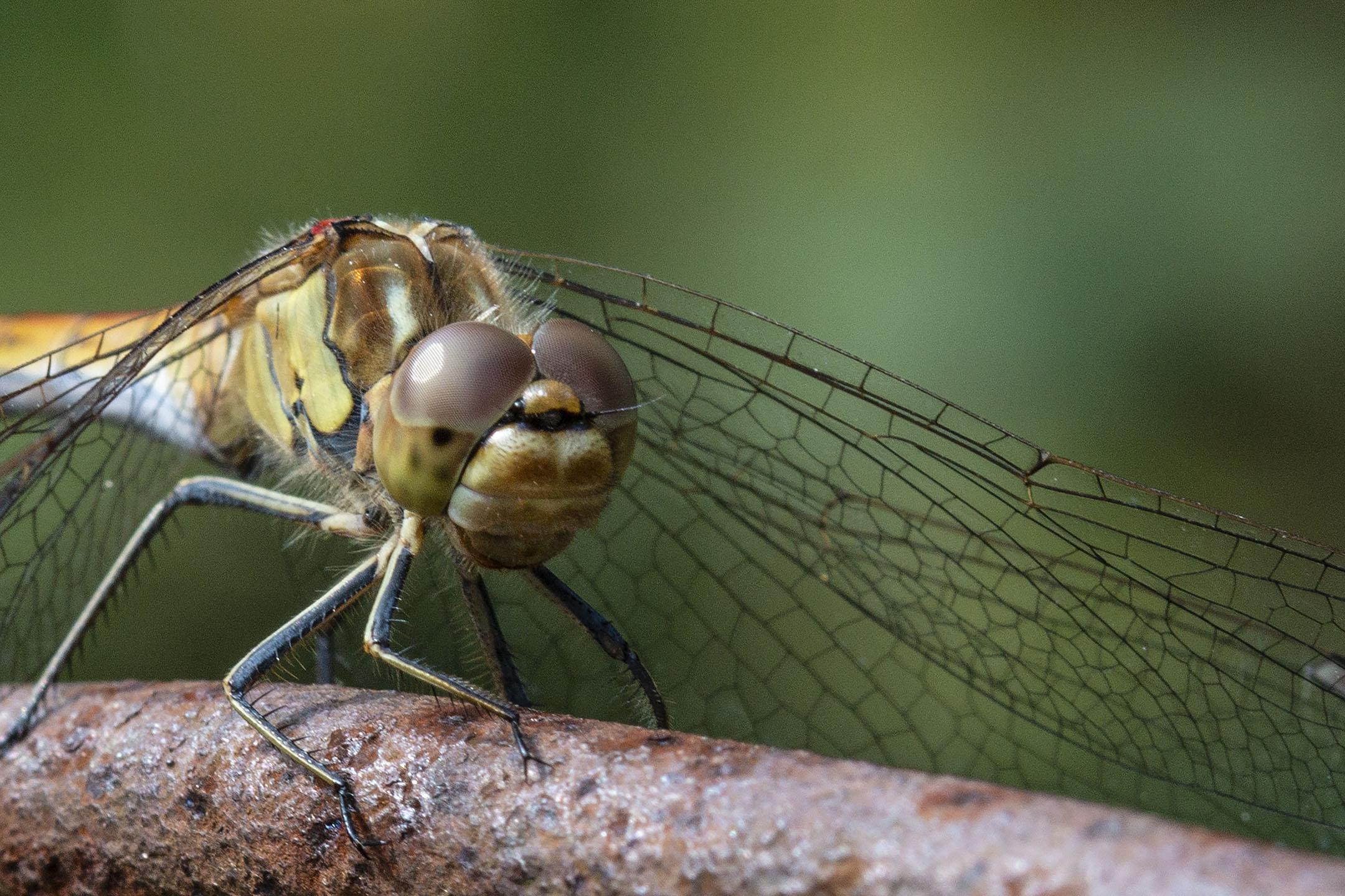 Dragonfly sitting on my wind vane | Scrolller