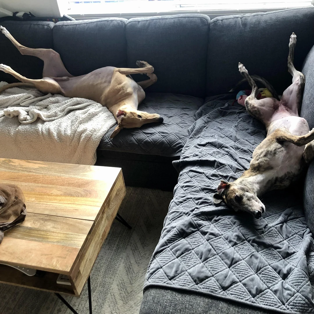 Synchronized roaching | Scrolller