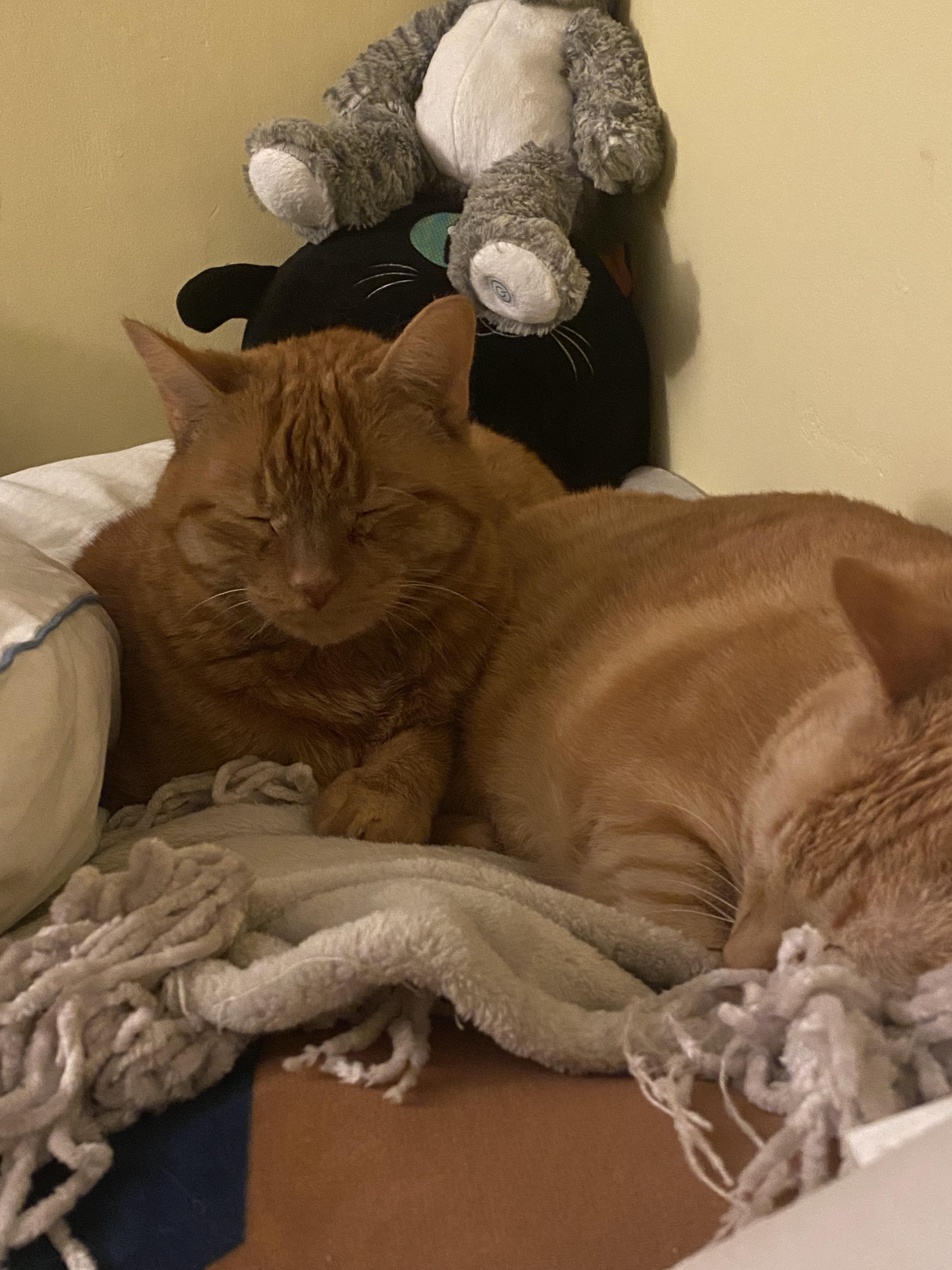 Snuggles | Scrolller