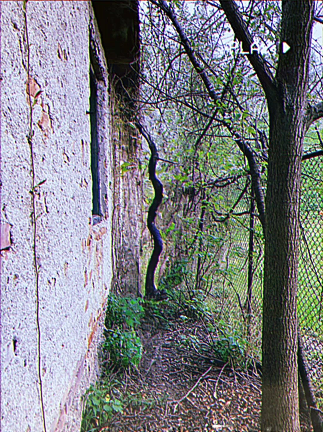 Roof worm | Scrolller