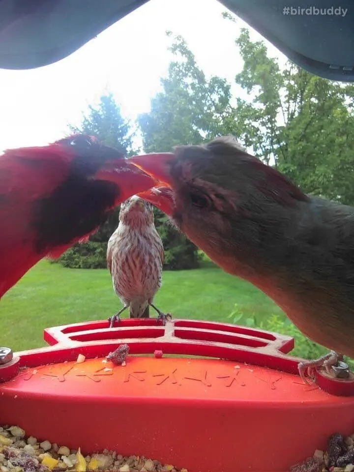 Being the third wheel sucks | Scrolller