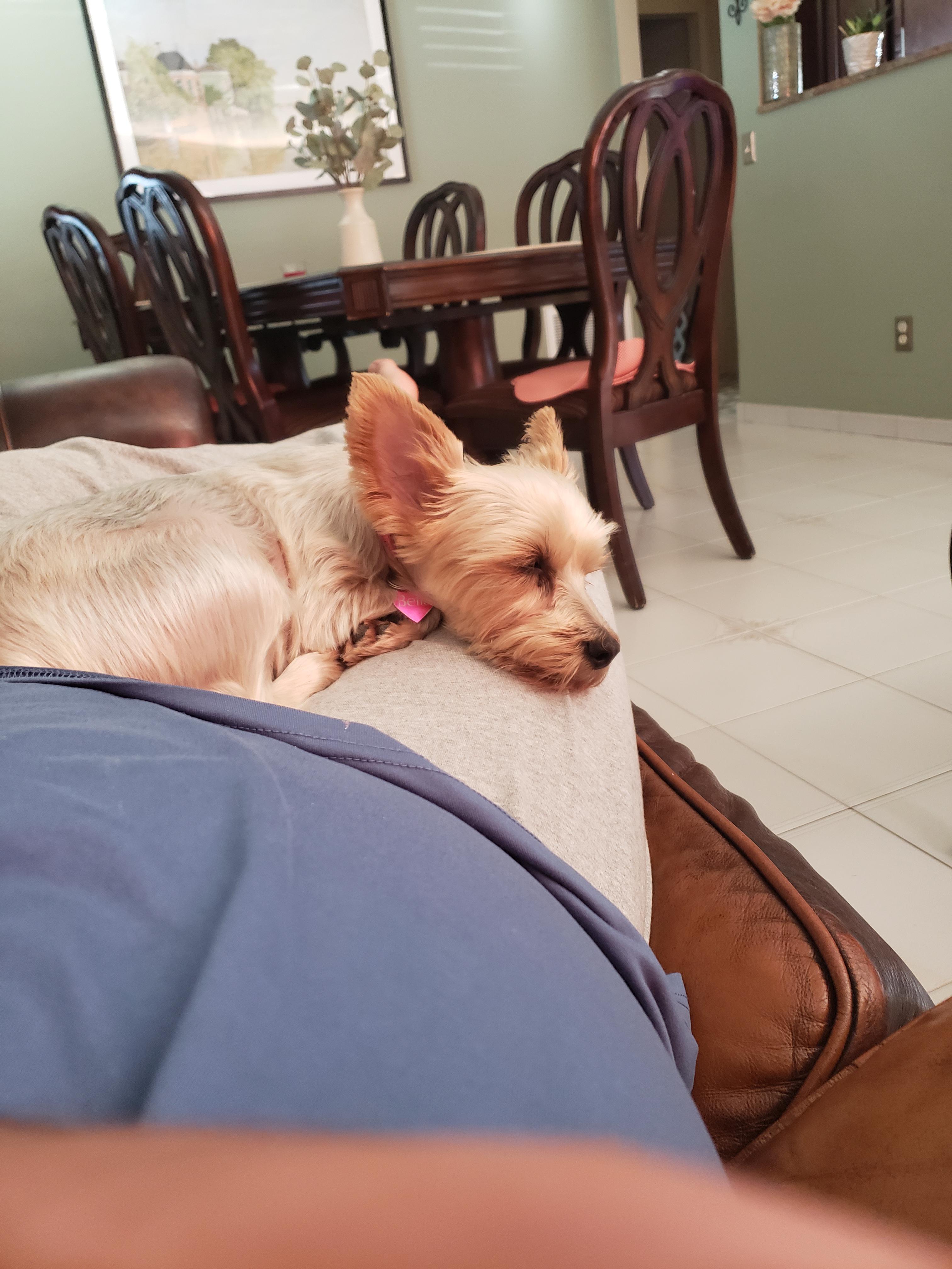 Bella being a sleepy lil pupper all over again | Scrolller