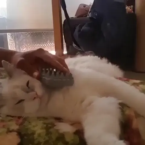 Belly brushing | Scrolller