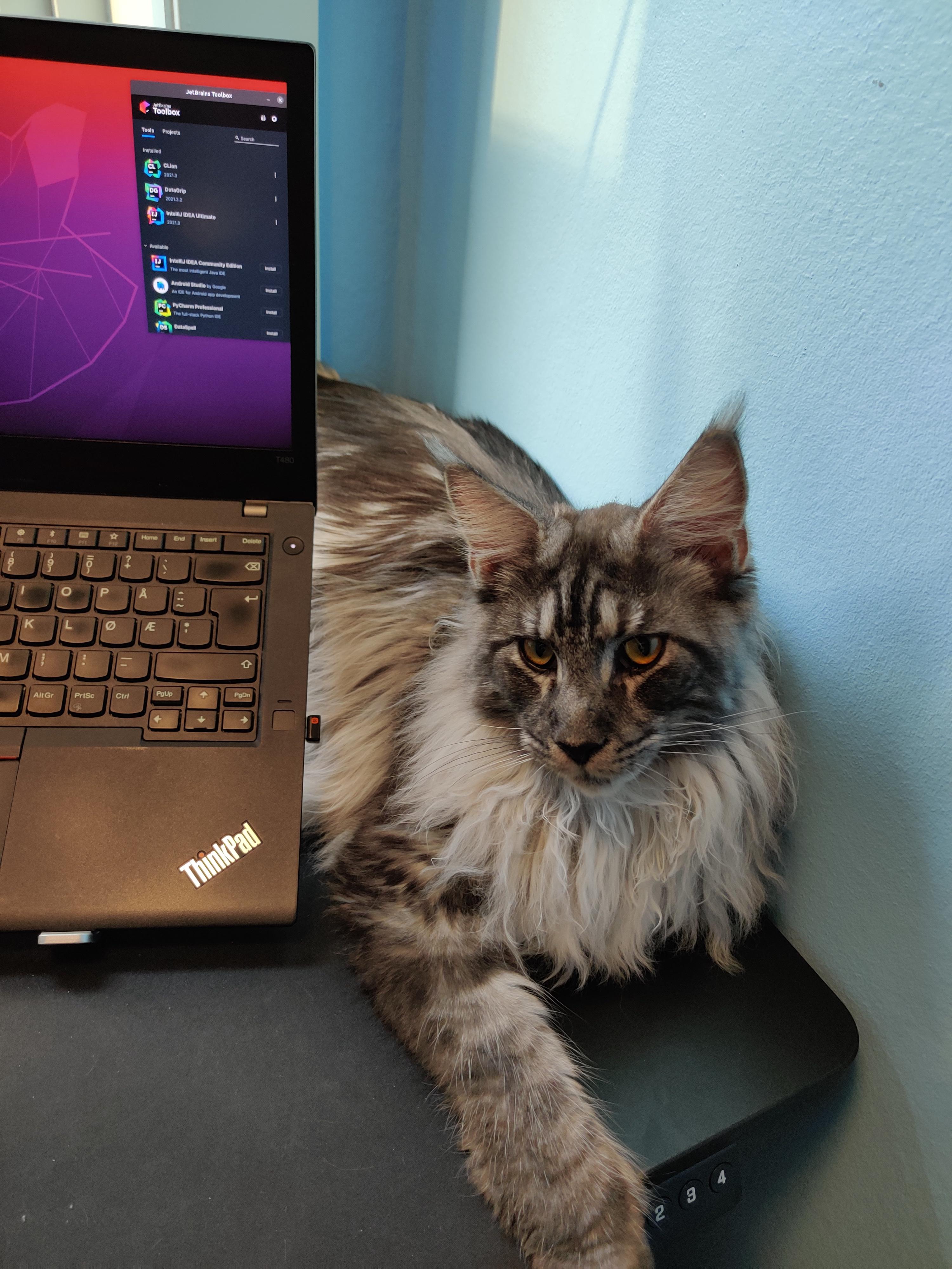 Best WFH companion | Scrolller
