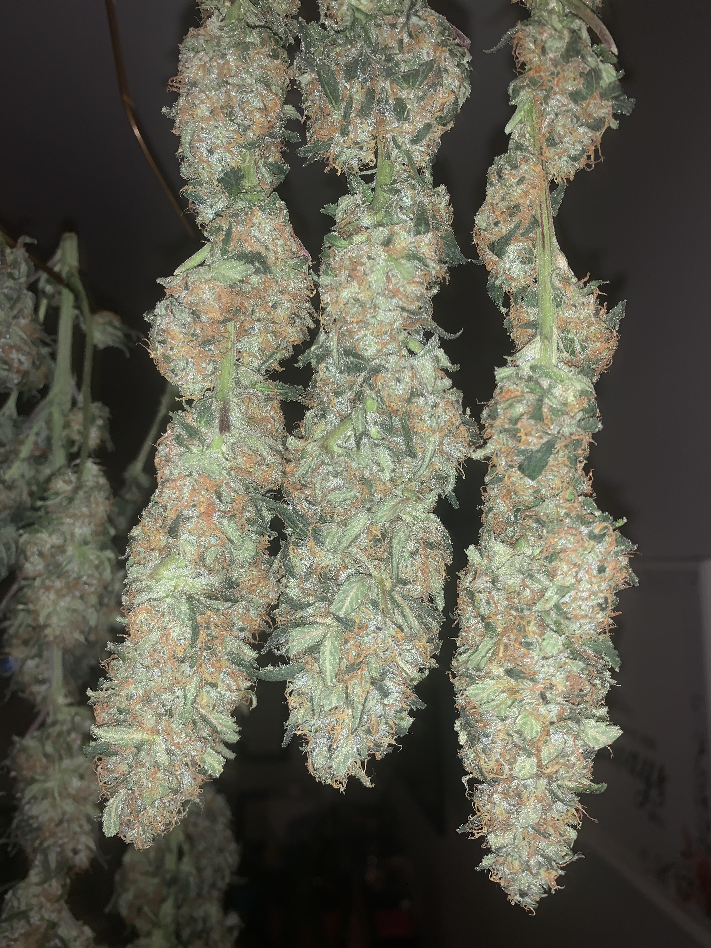 Drying my Durbin Poison | Scrolller