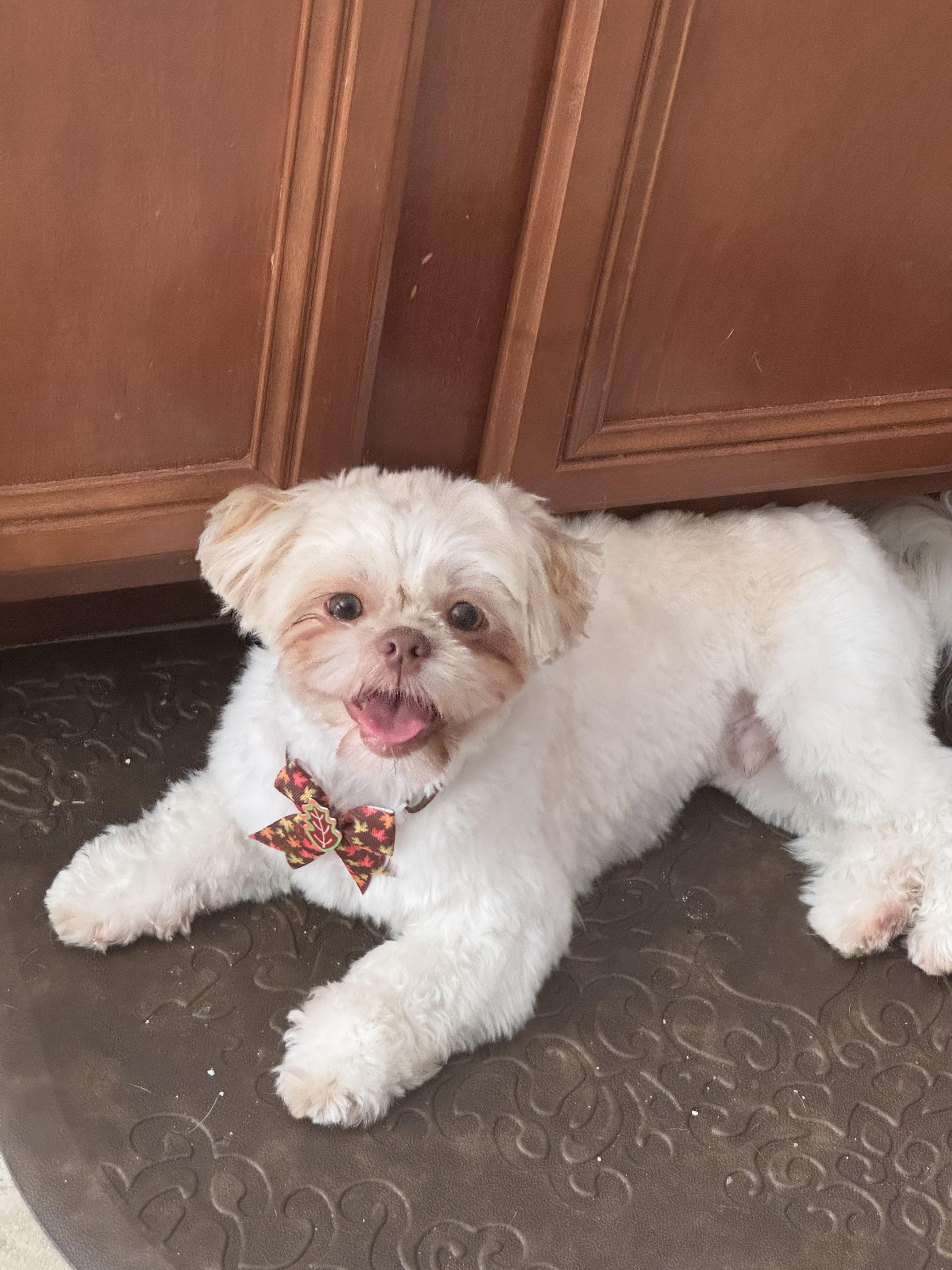 Discover more like Shihtzu: Grooming day! He’s loving his puppy cut 🥰 ...