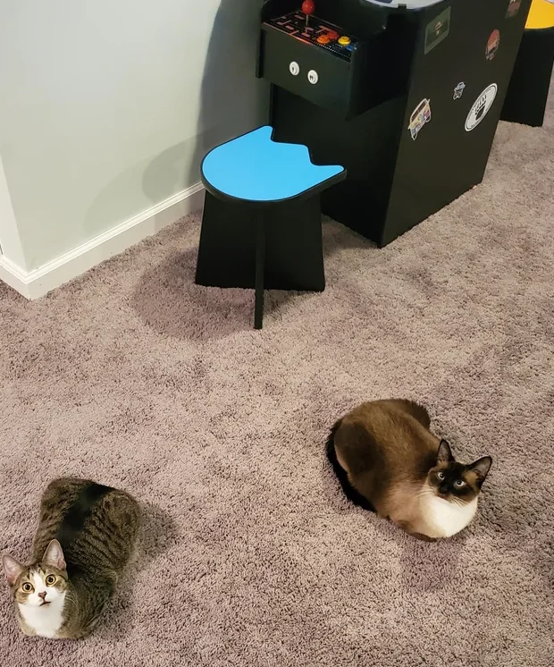 A rare and elusive double loaf with eye contact!! | Scrolller