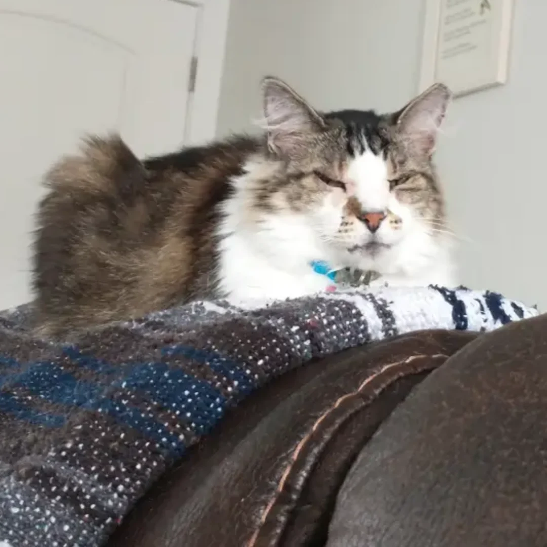 Discover more like Catloaf: Judgeful couch loaf and Related Content | Scrolller