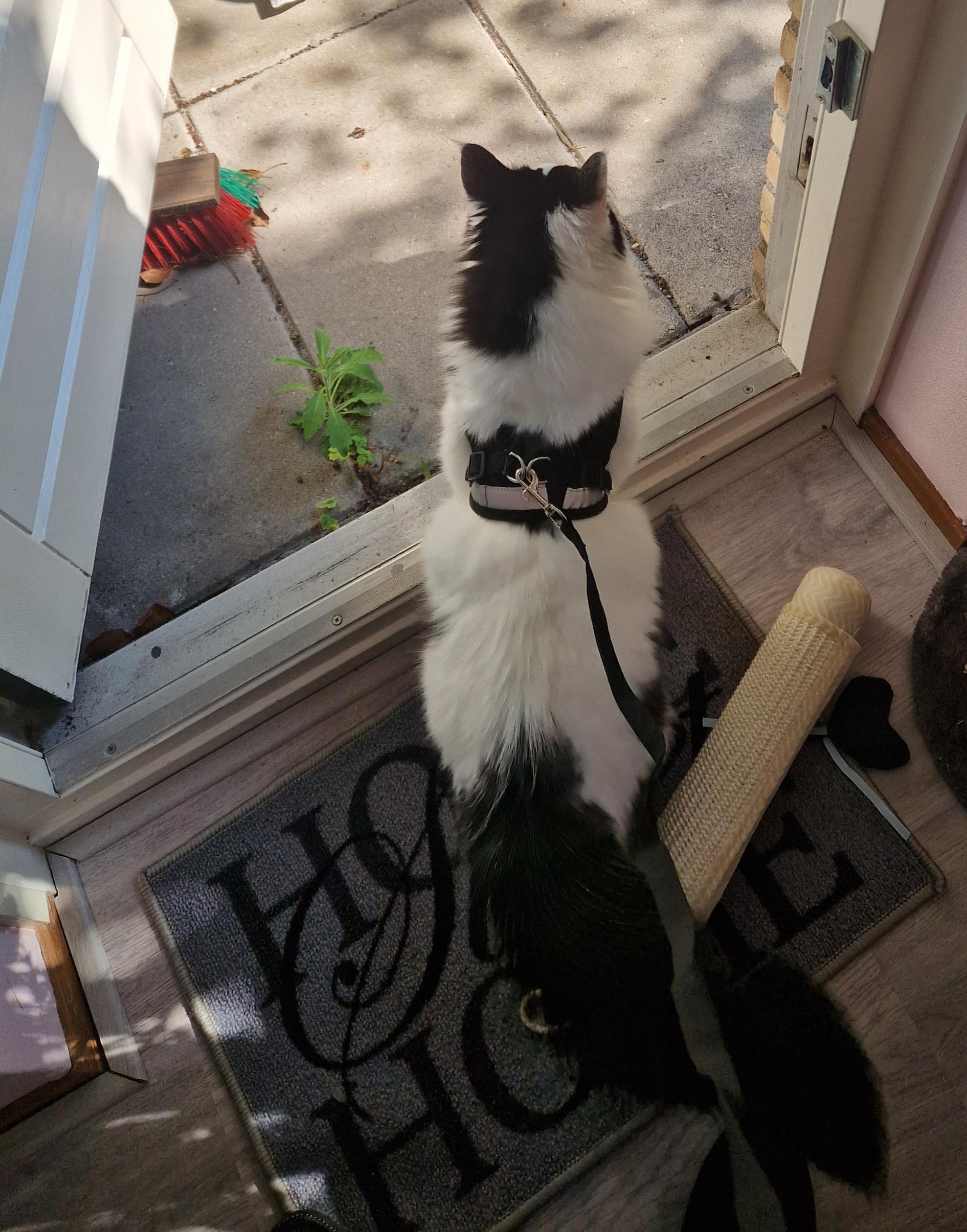 Chips first time outside | Scrolller