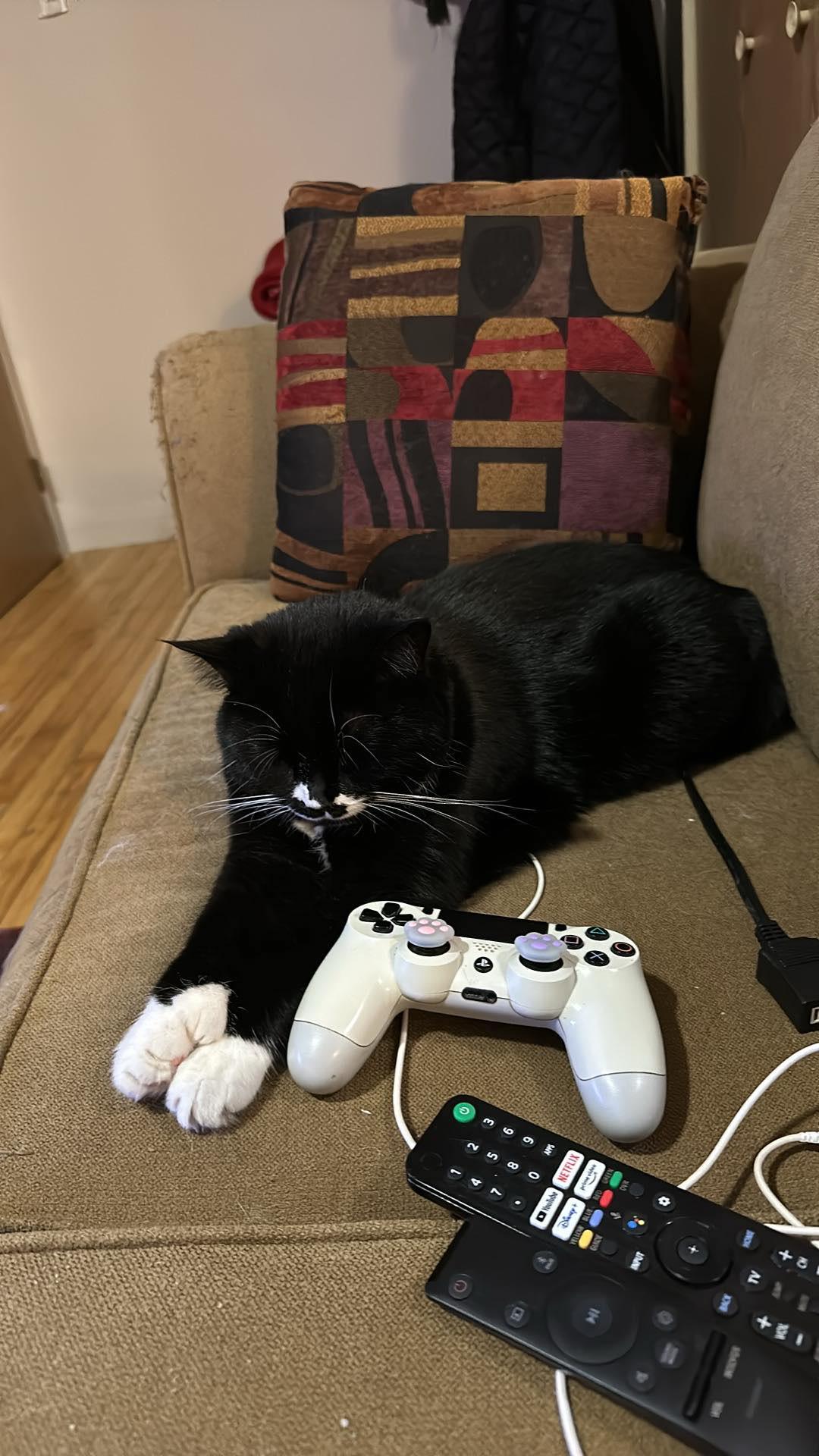 Stretching out her front paws | Scrolller