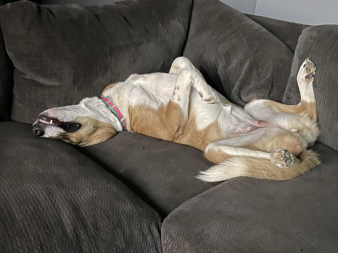 Socks in her favorite corner of the sofa | Scrolller