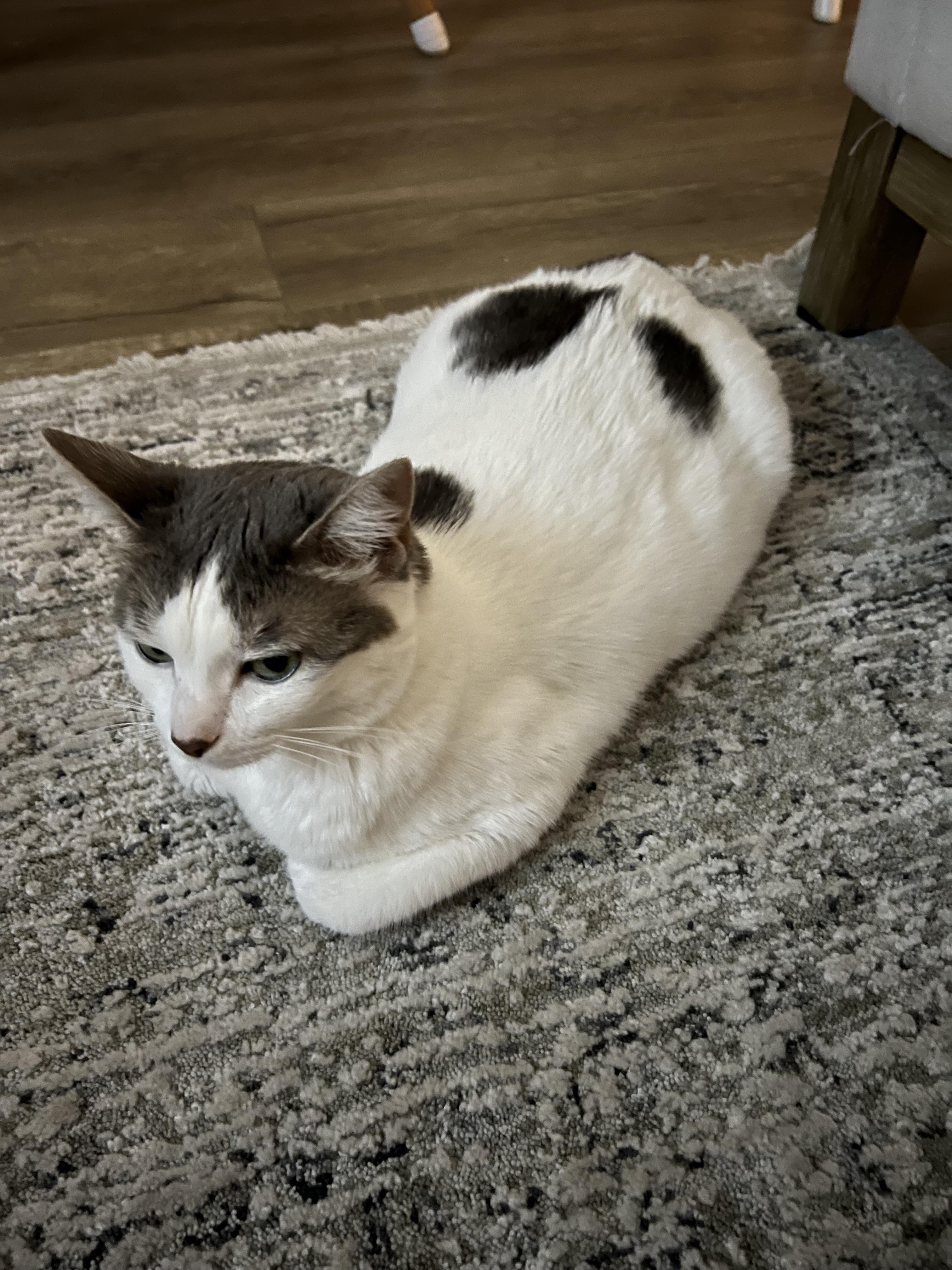 No arms, no feetsies, no tail, just bread | Scrolller