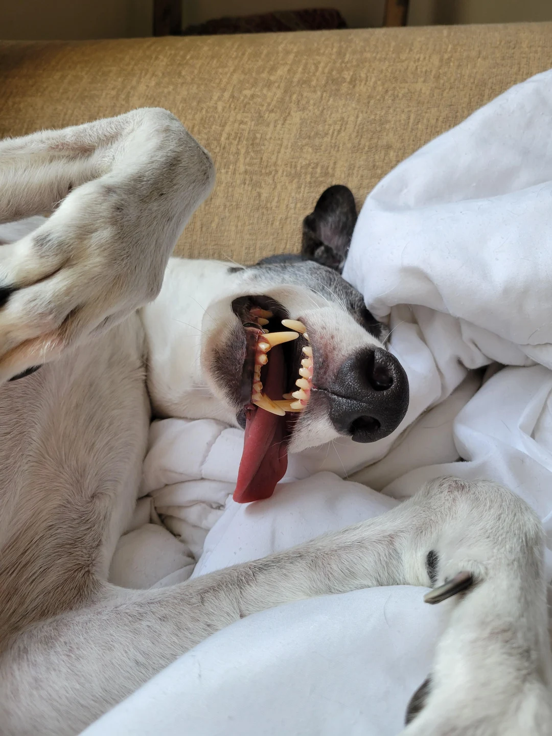 Eddie's submission for ToT | Scrolller