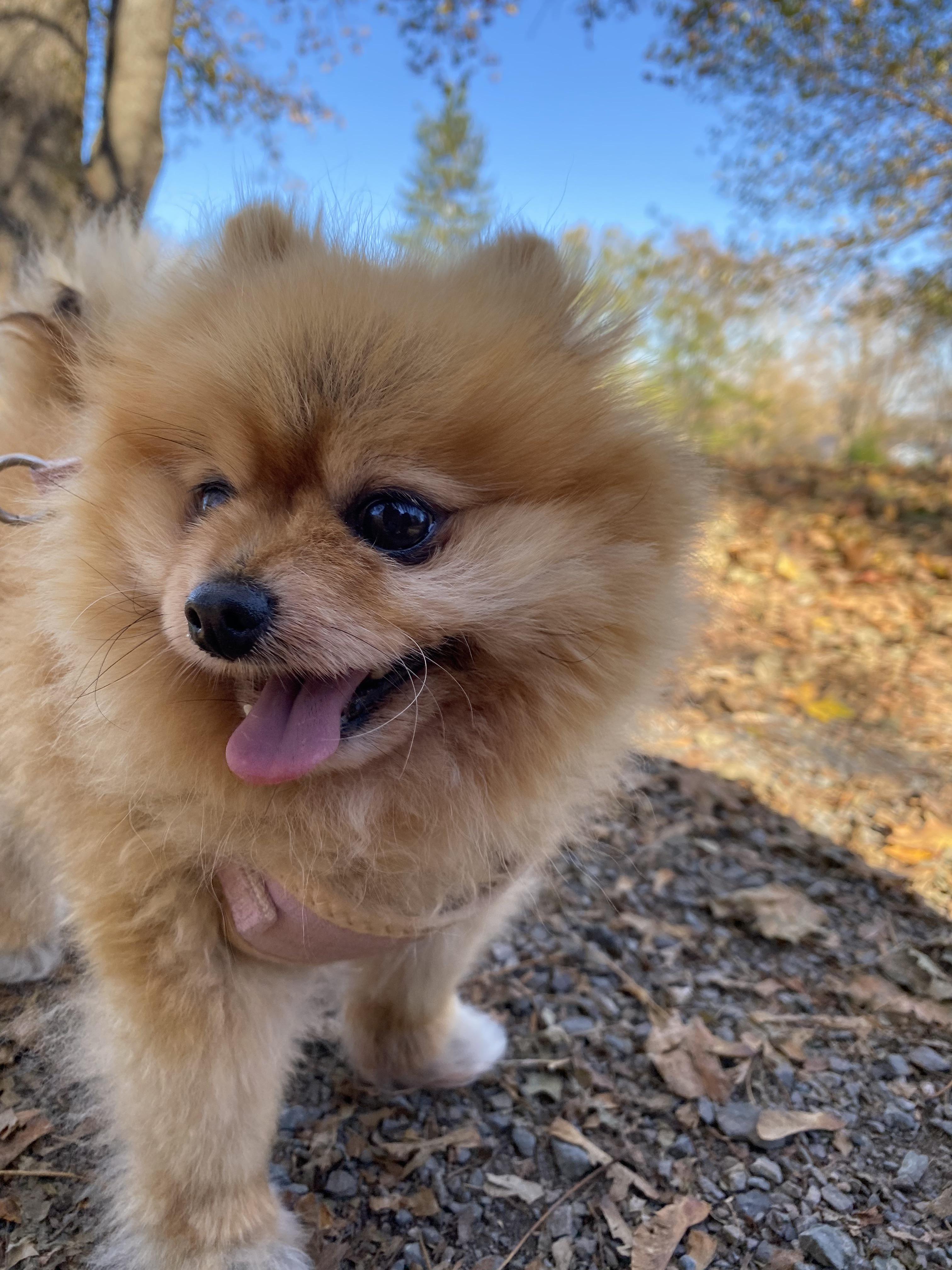 Tongues out Tuesday 🐾 | Scrolller