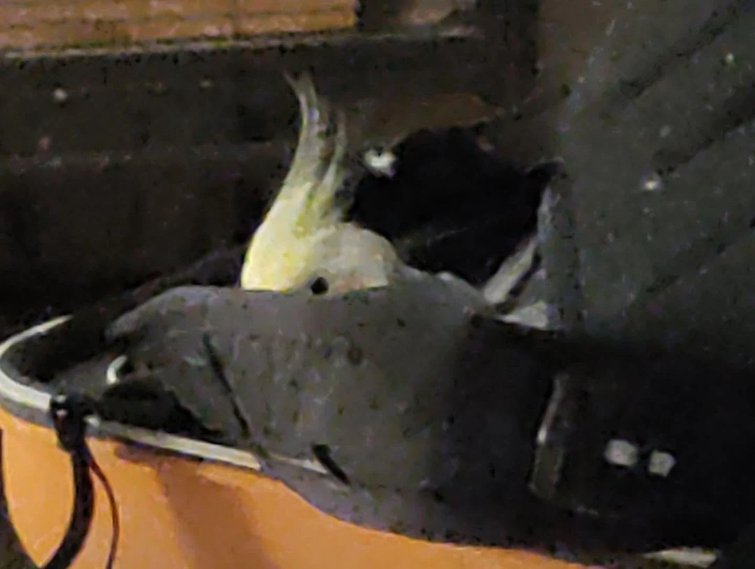 Cryptid Behavior | Scrolller