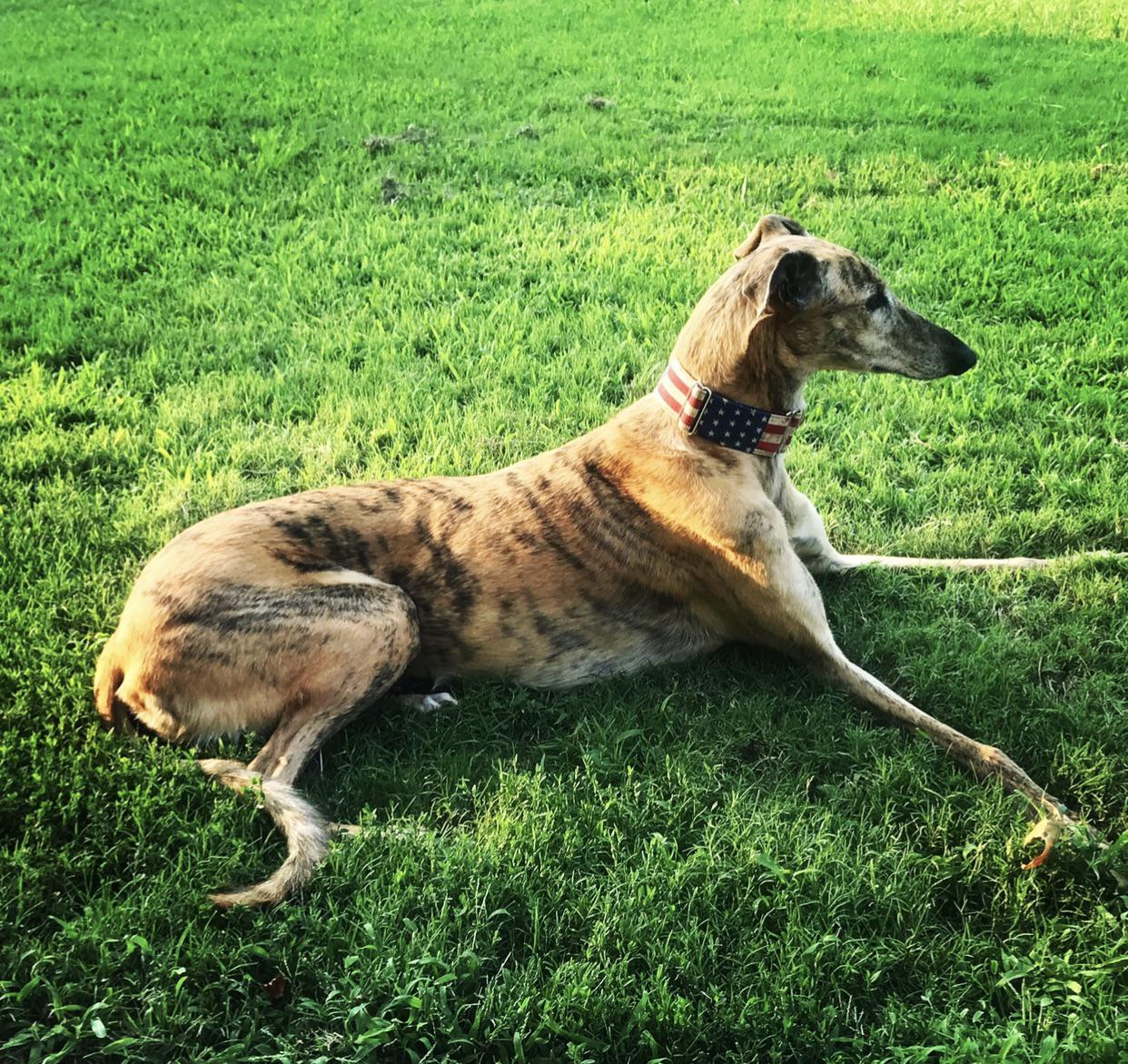 OKC Area Stolen Greyhound | Scrolller