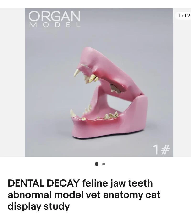 🙀 DENTAL DECAY feline jaw teeth abnormal model | Scrolller