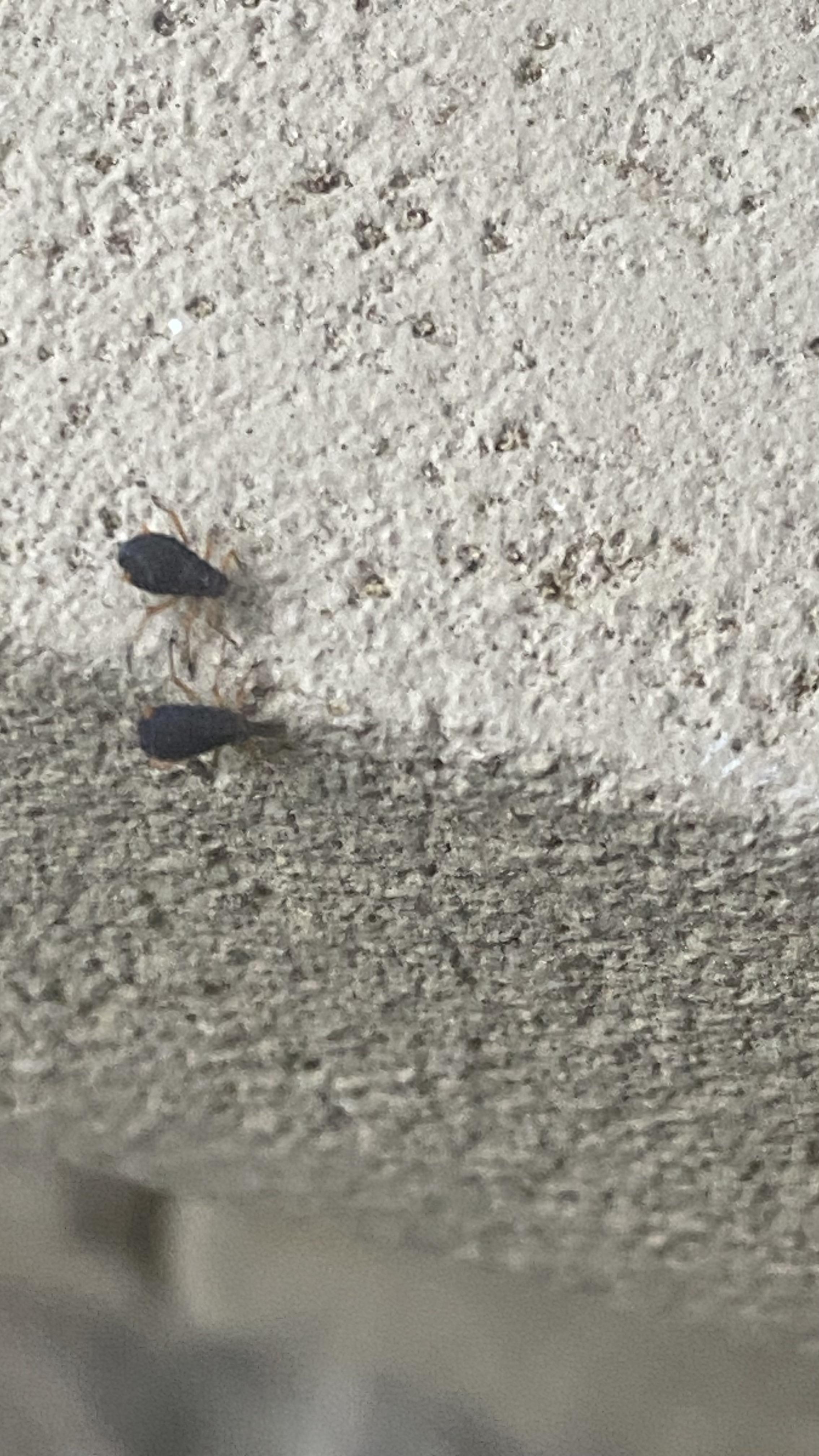 Bunch of these on post of house. Need help identifying | Scrolller