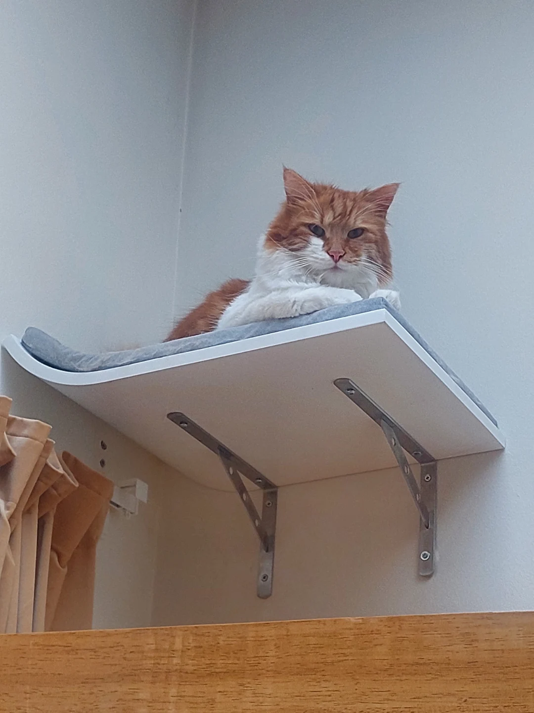 Interrupted his nap 😅 | Scrolller