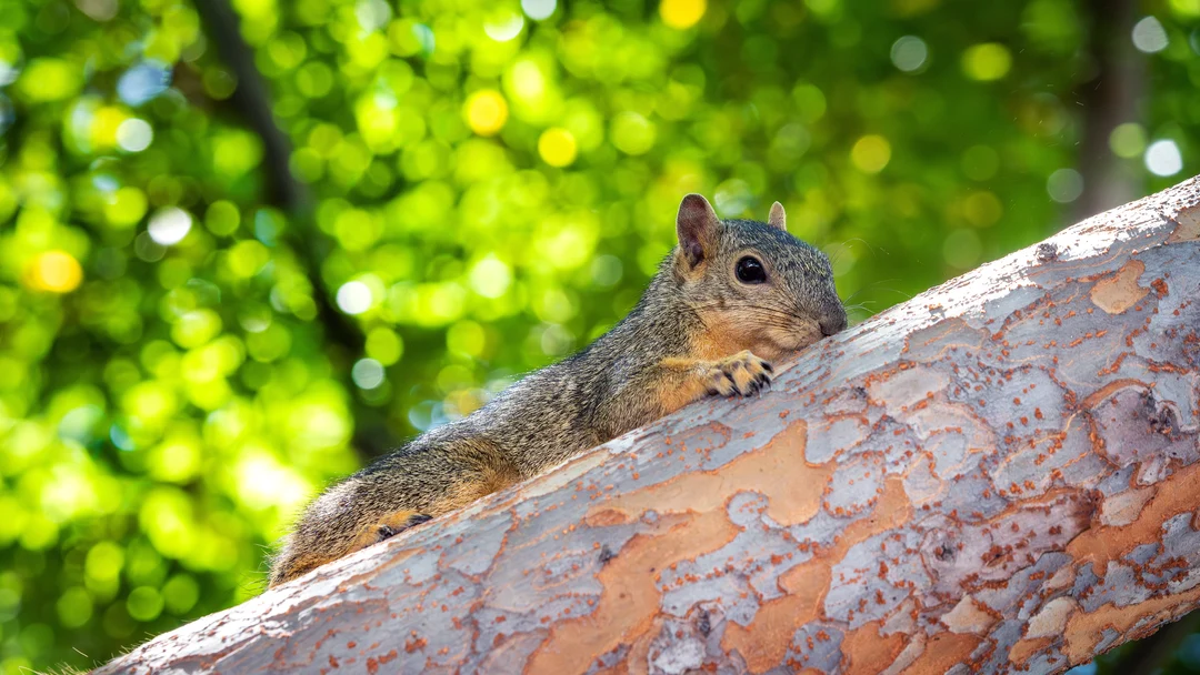 Shy Boy Squirrel | Scrolller