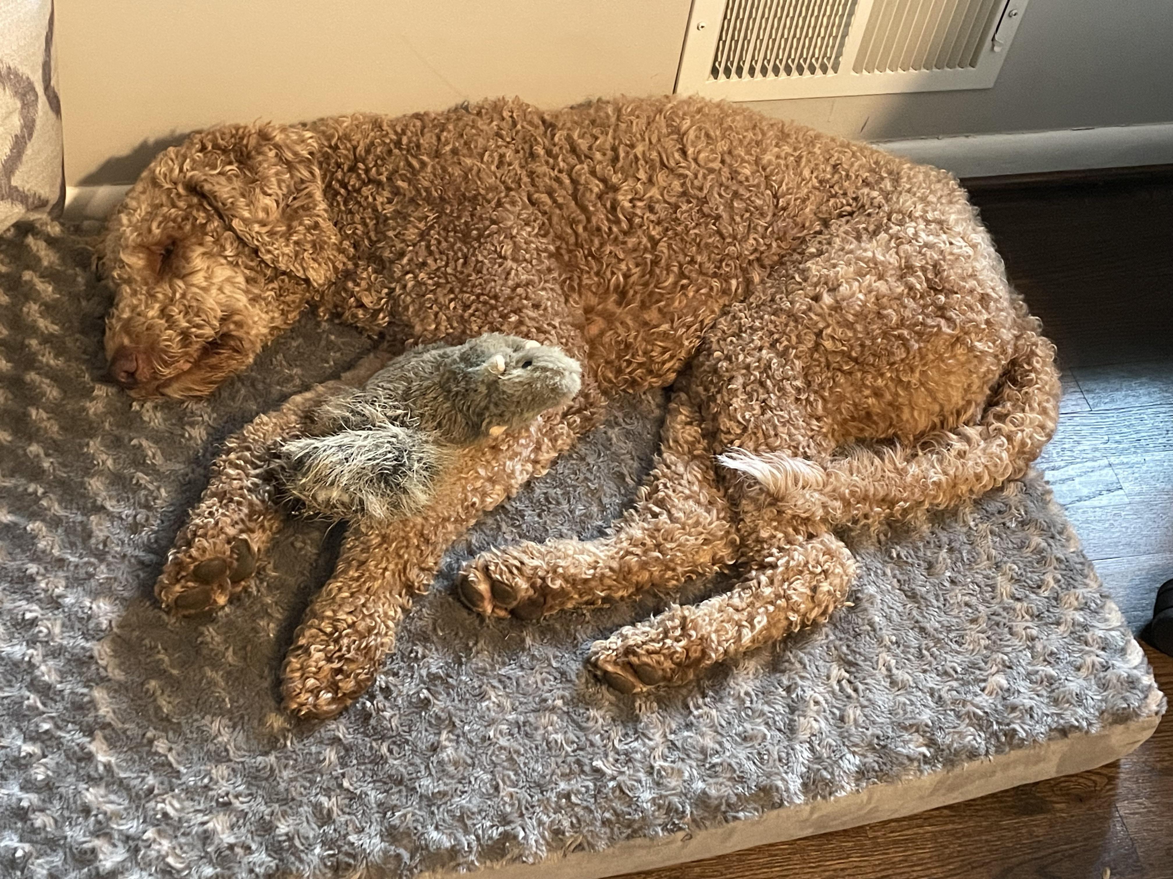 (OC) He finally caught a squirrel! | Scrolller