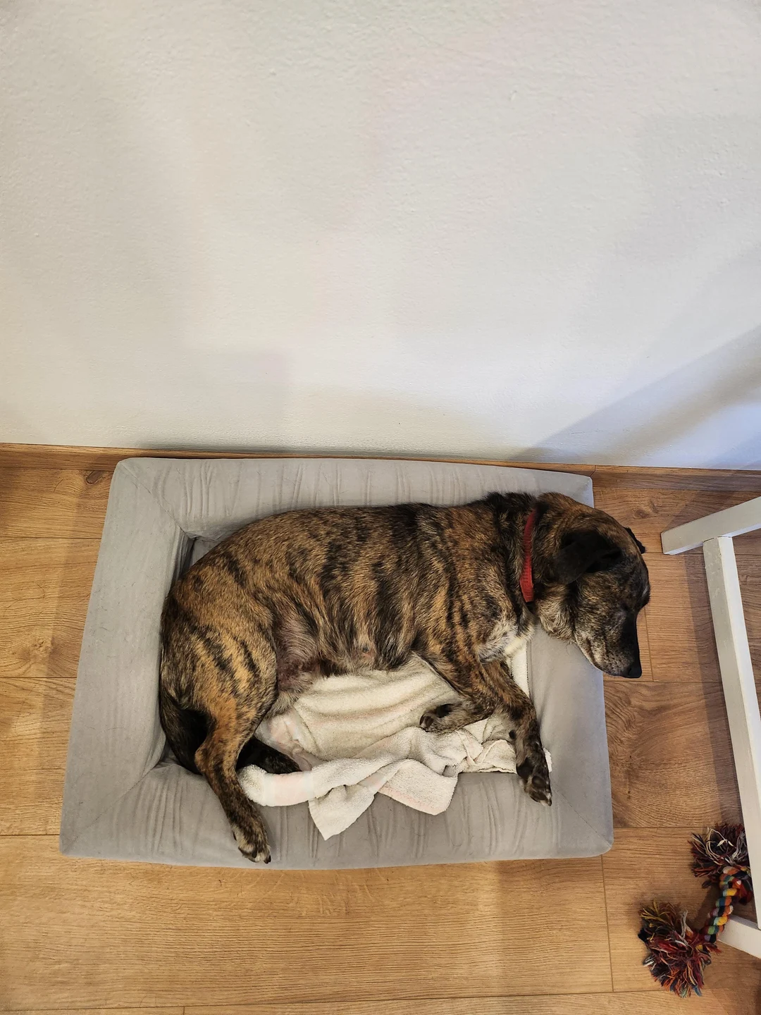 Dog bed bit too small? | Scrolller