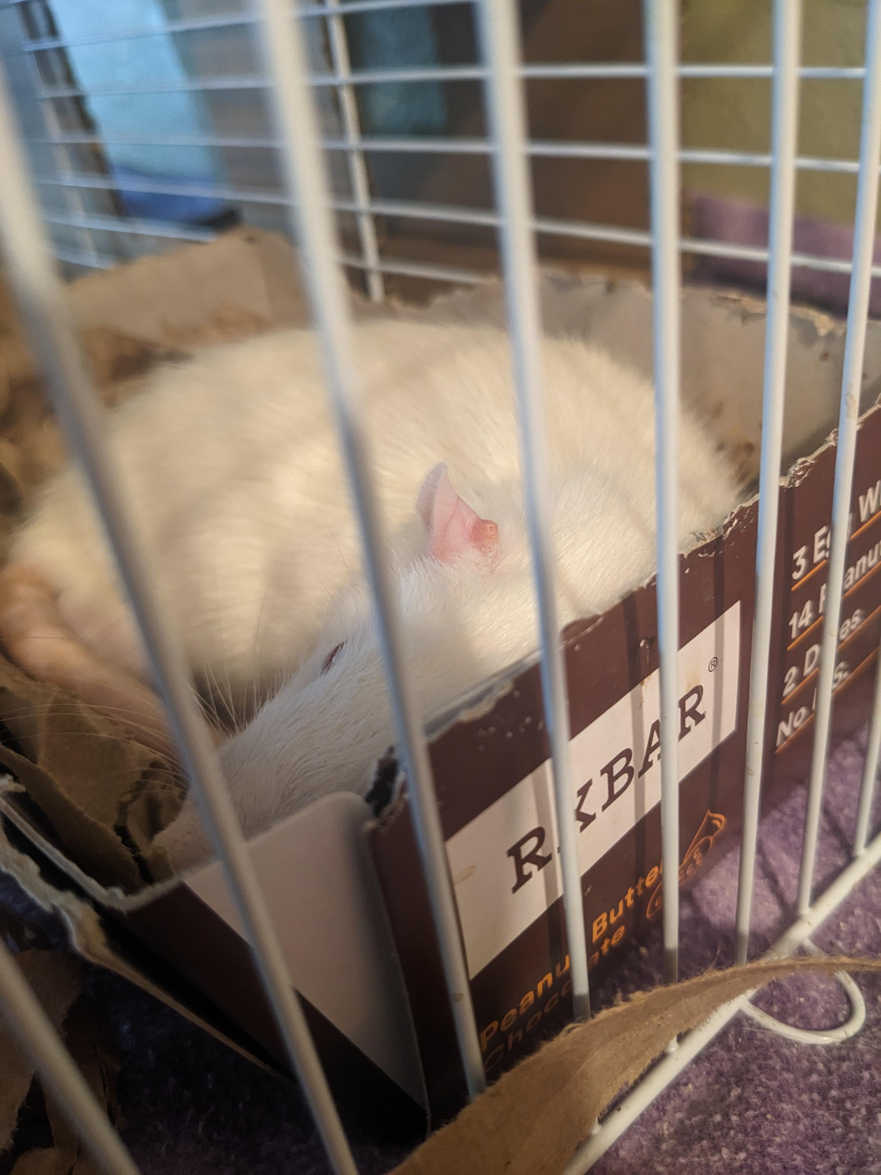 Recurring cyst on ear | Scrolller