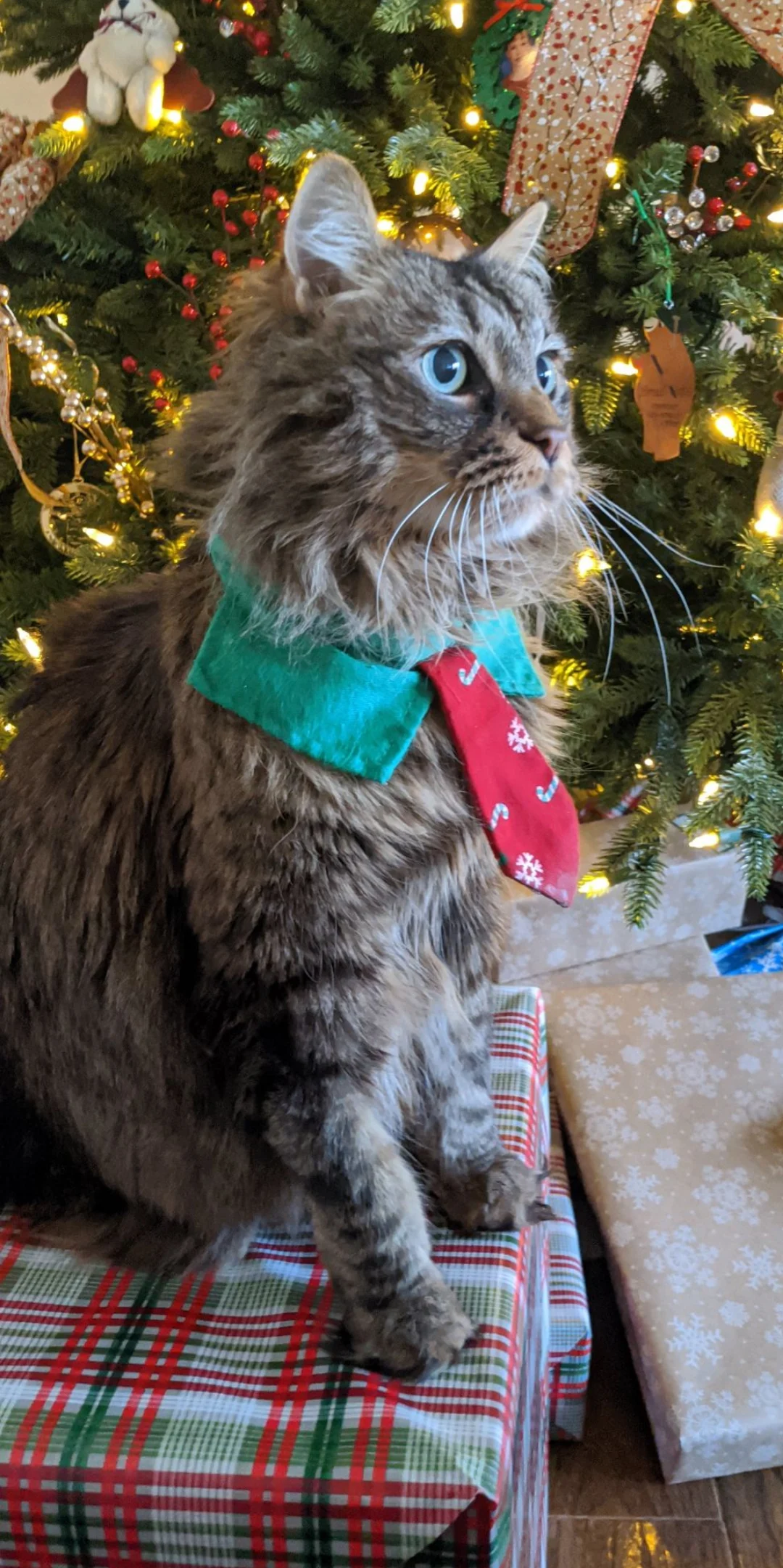 Handsome old man | Scrolller