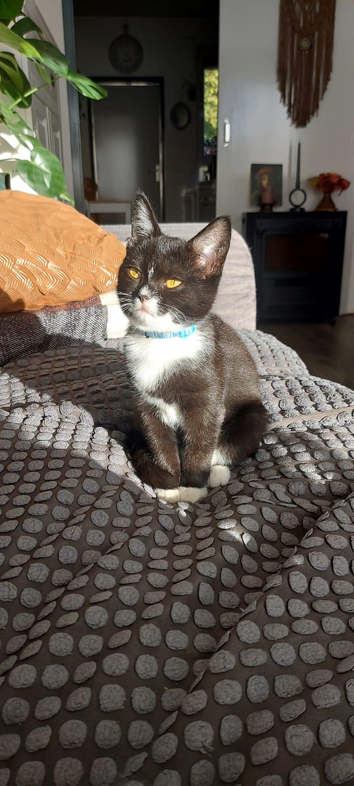 Sunbathing And Looking Dapper Scrolller