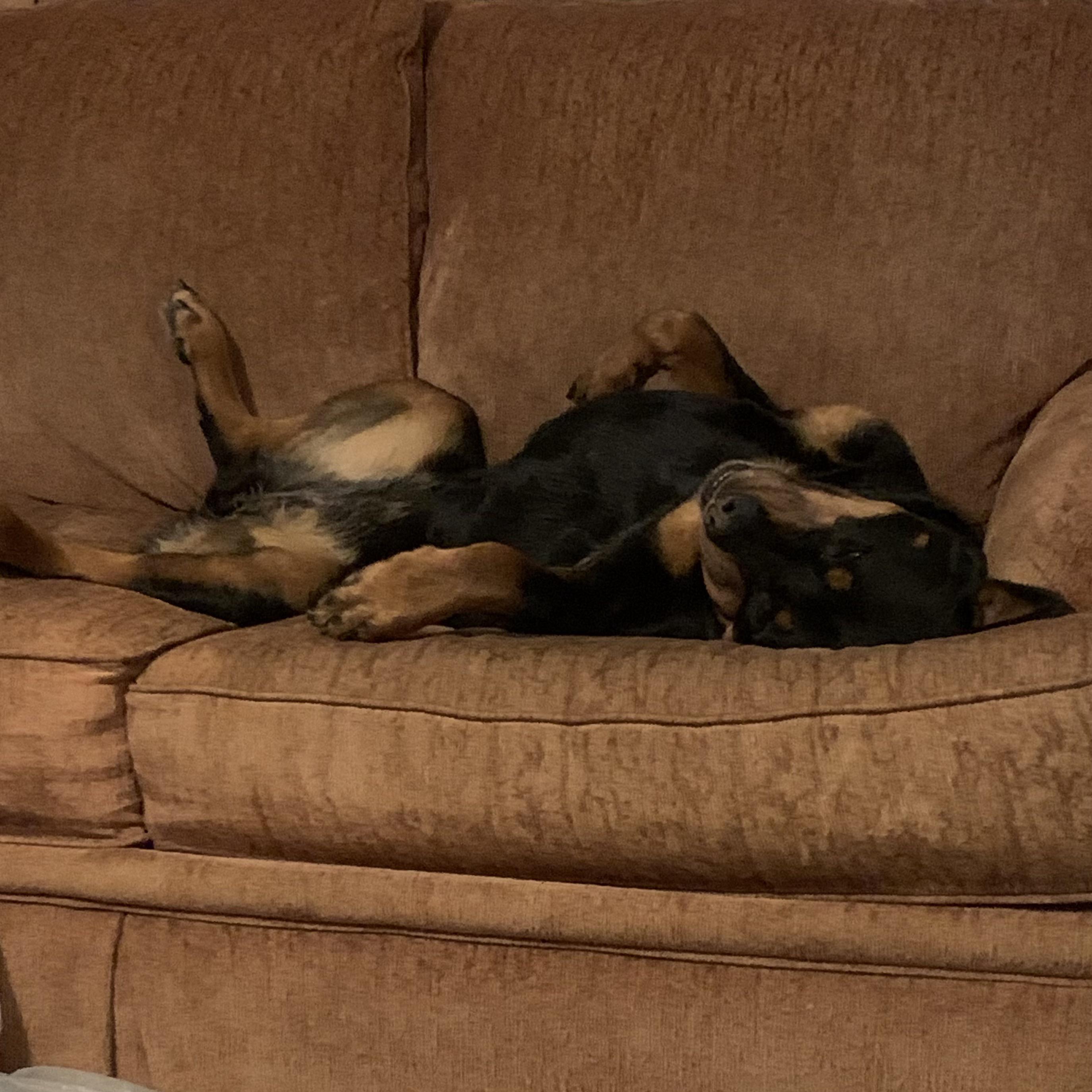 Cozy Rosie | Scrolller