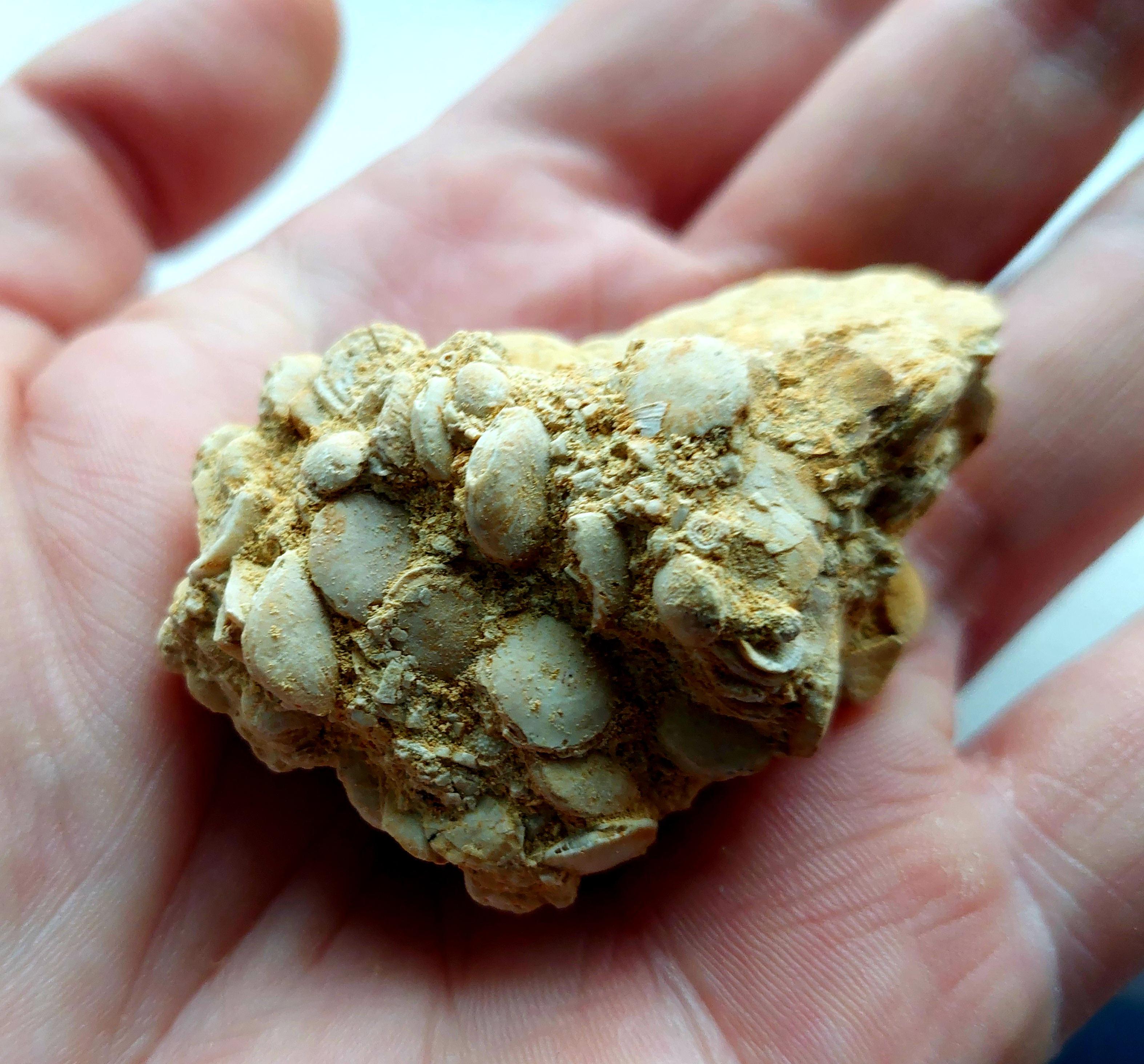 Need help identifying this | Scrolller