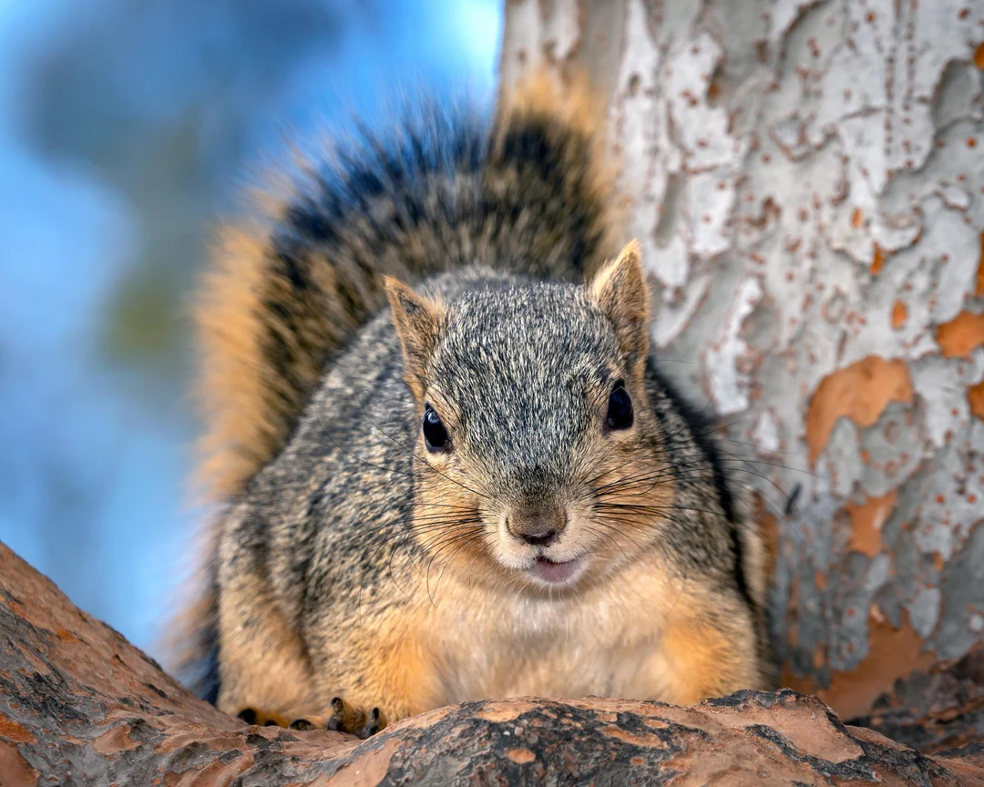 Squirrel | Scrolller
