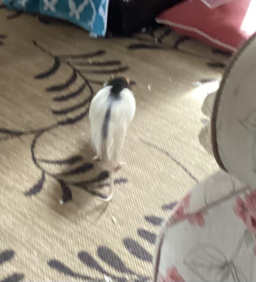 Super Hopper! | Scrolller