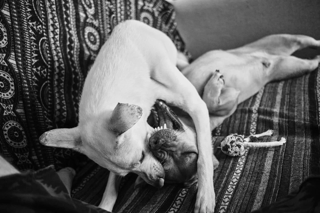 They are bros and they love each other really! | Scrolller