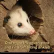 Small opossum dump | Scrolller